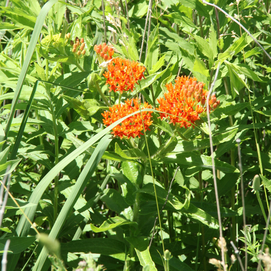 Monarch Joint Venture Store