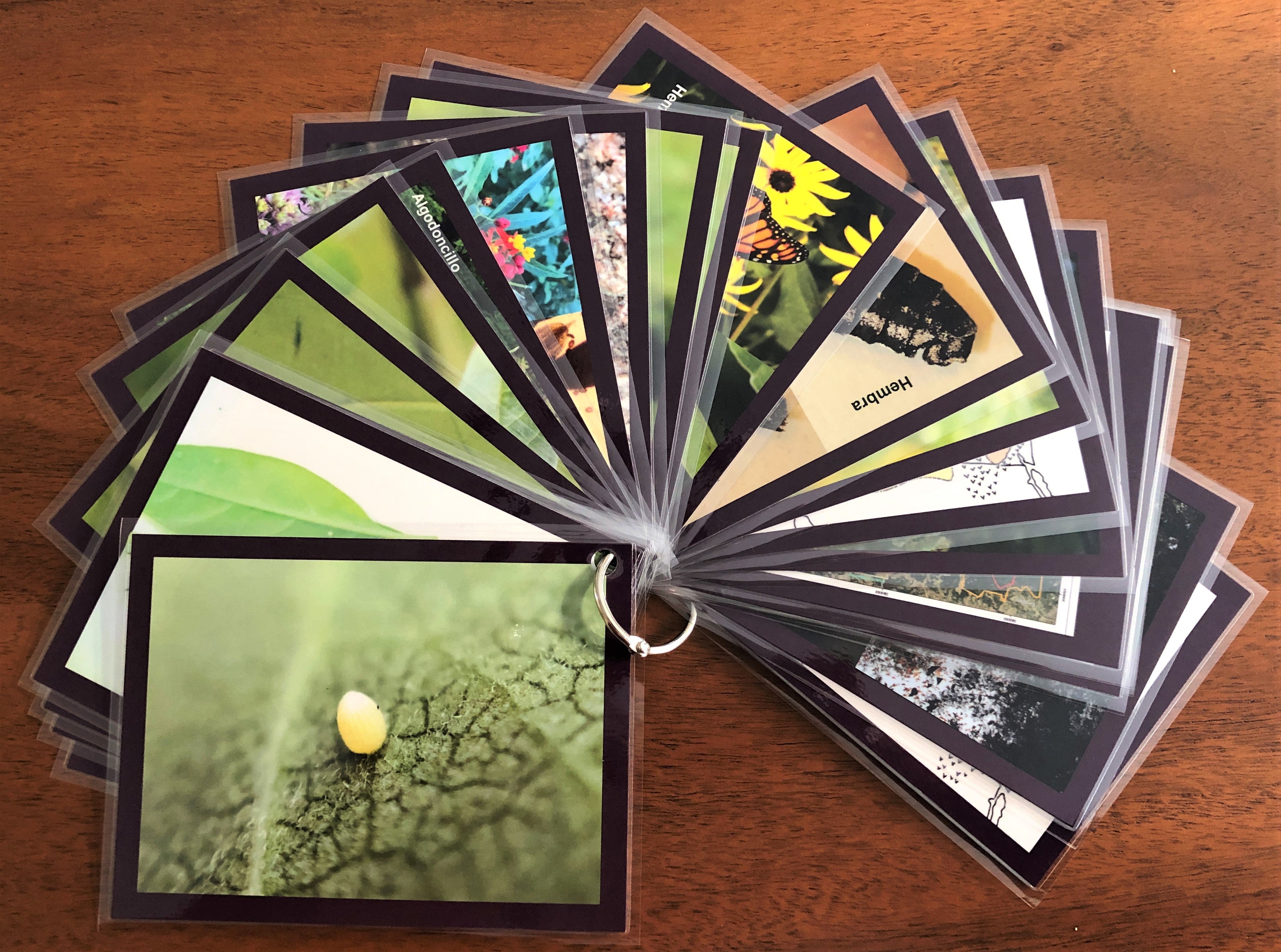 Spanish Life Cycle Cards (Tarjetas de Ciclo de Vida en Español ...